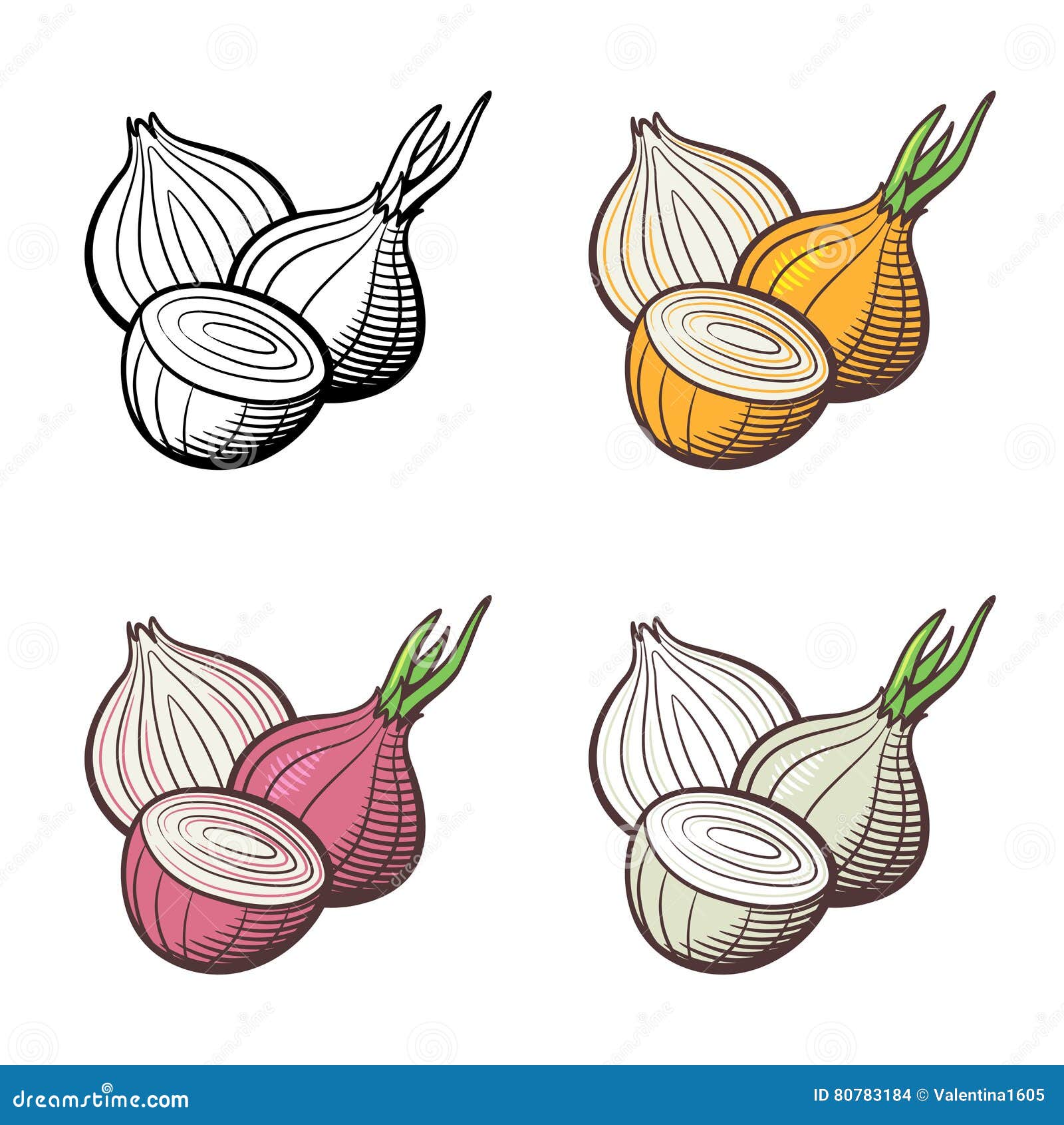 Illustrazione Della Cipolla Illustrazione Vettoriale - Illustrazione di ...