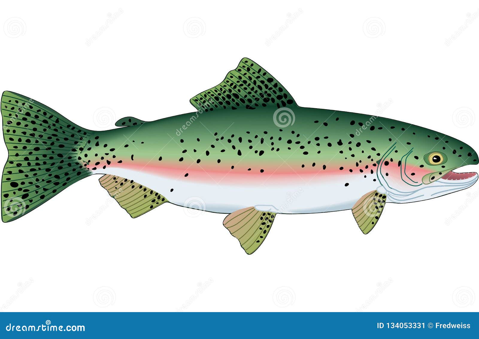 Trota Iridea Illustrazioni, Vettoriali E Clipart Stock – (107 ...