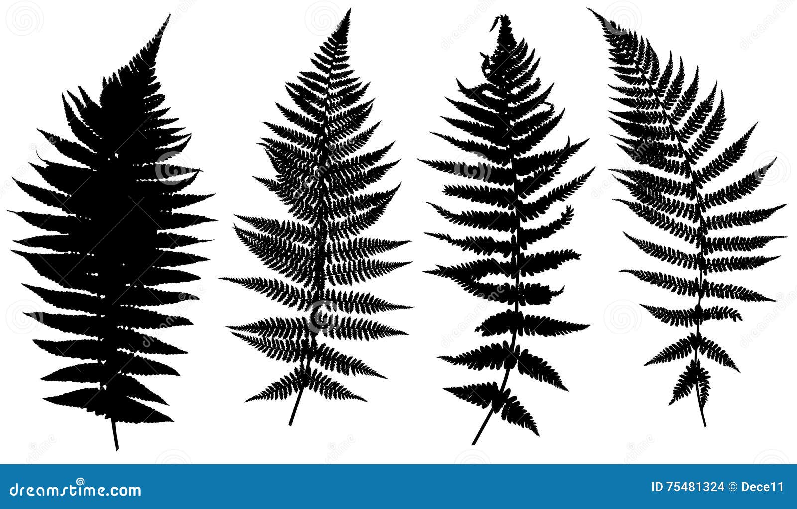 Illustrazione Delle Felci Differenti Illustrazione Vettoriale ...
