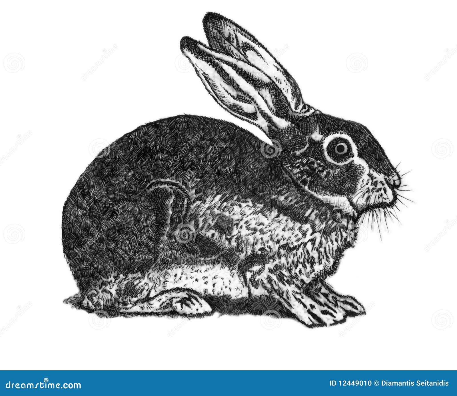 Illustrazione delle lepri fotografia stock. Immagine di carta - 12449010