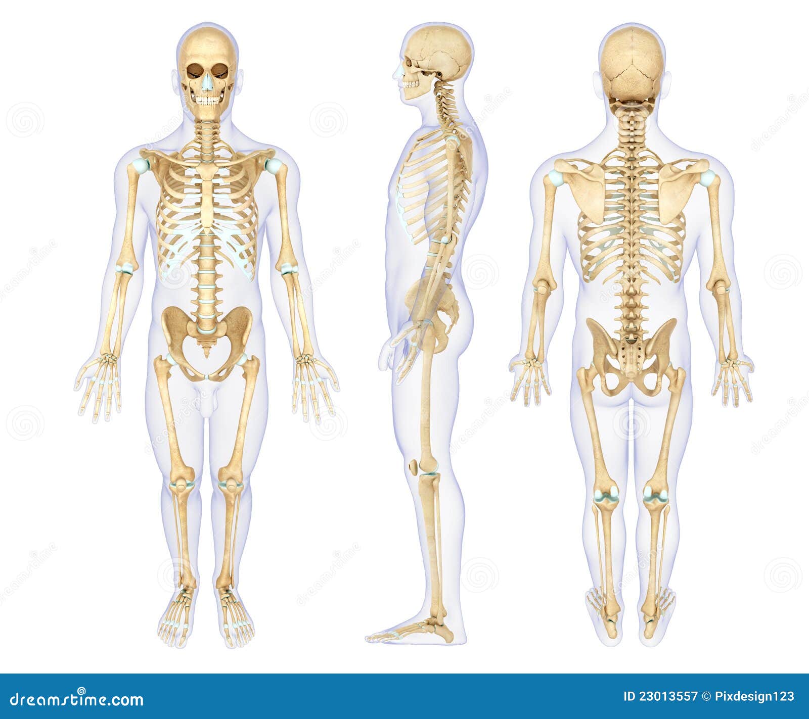 Illustrazione Di Anatomia Di Uno Scheletro Umano Illustrazione di Stock ...