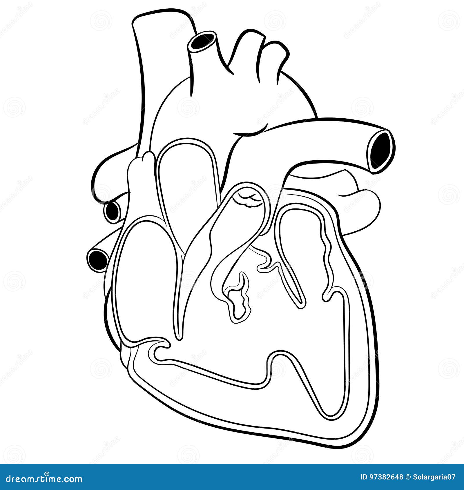 Illustrazione Di Anatomia-vettore Del Cuore Illustrazione Vettoriale ...