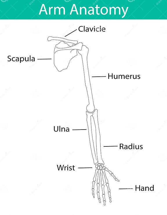 Illustrazione Di Vettore Di Anatomia Scheletrica Del Braccio Umano ... Illustrazione Di Vettore Di Anatomia Scheletrica Del Braccio Umano ...