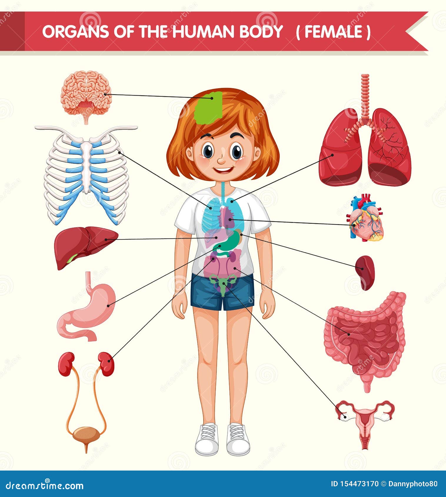 Gli Organi Del Corpo Umano Illustrazione Schema Immag - vrogue.co Gli Organi Del Corpo Umano Illustrazione Schema Immag - vrogue.co