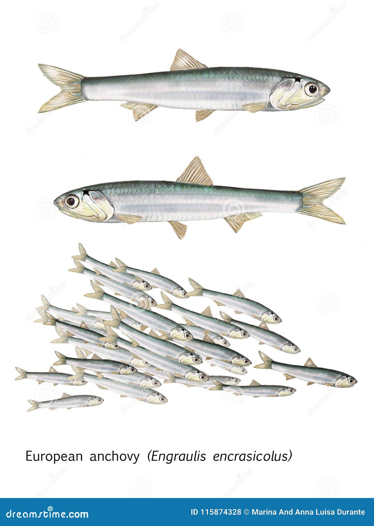 Illustrazione Scientifica Dell'acciuga Europea Illustrazione Vettoriale ...