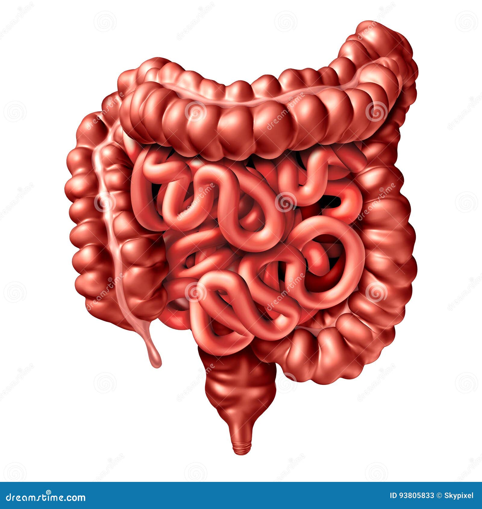 Illustrazione Umana Dell'intestino Illustrazione di Stock ... Illustrazione Umana Dell'intestino Illustrazione di Stock ...