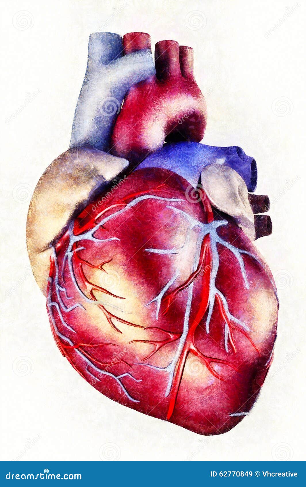 Illustrazione Umana Di Anatomia Del Cuore Illustrazione di Stock ...