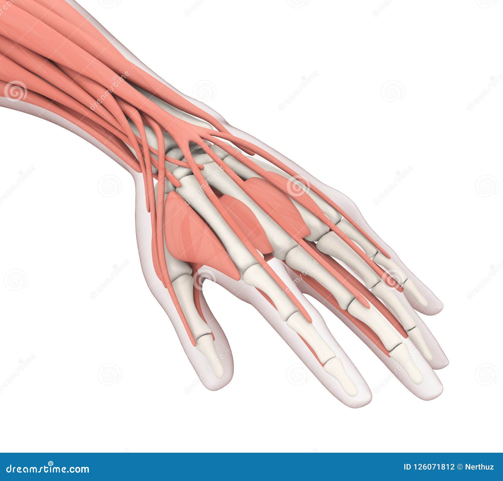 Illustrazione Umana Di Anatomia Della Mano Illustrazione di Stock ...