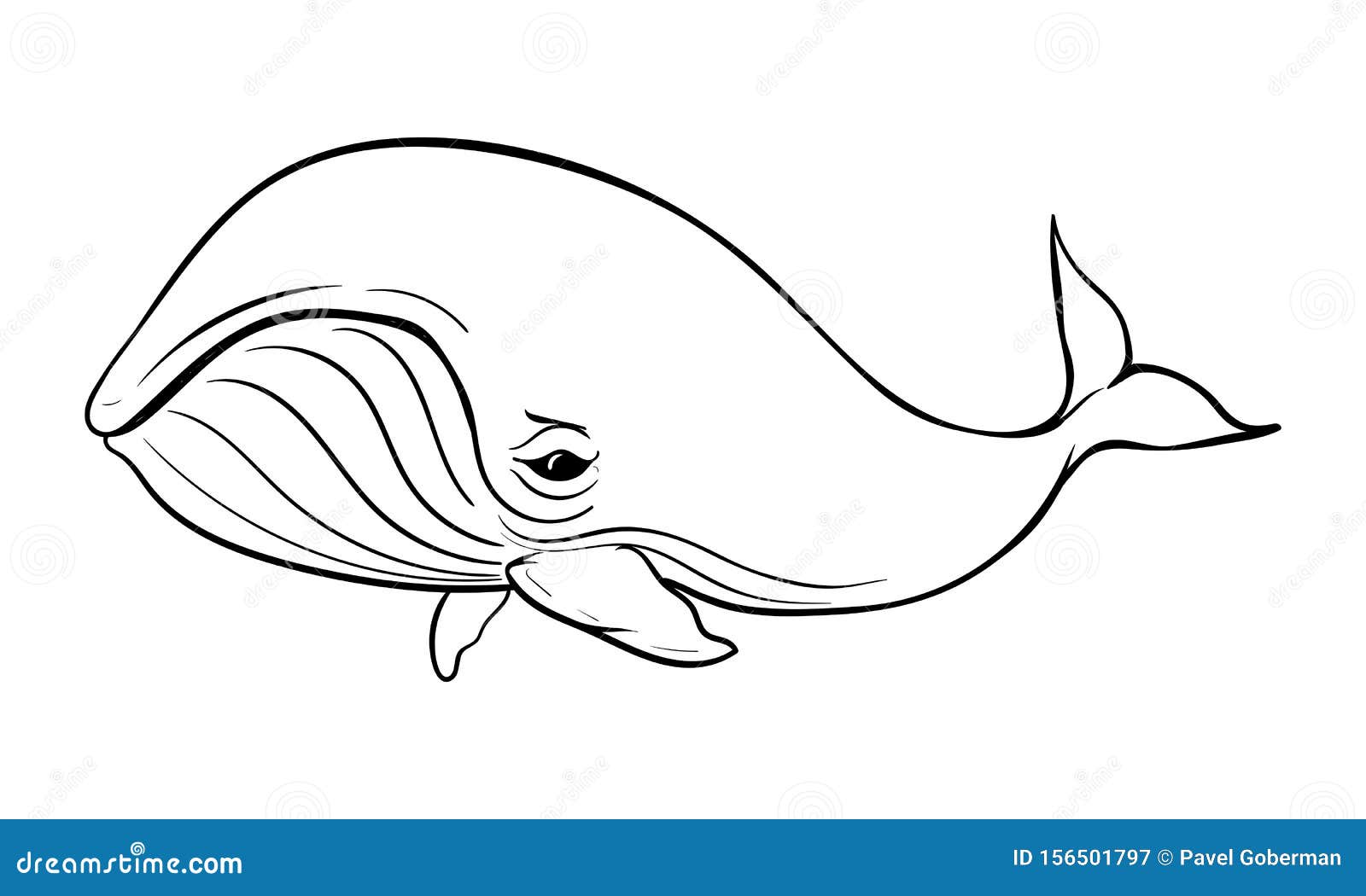 Illustrazione Vettoriale Di Una Balena Megattera Su Fondo Bianco Con ... Illustrazione Vettoriale Di Una Balena Megattera Su Fondo Bianco Con ...