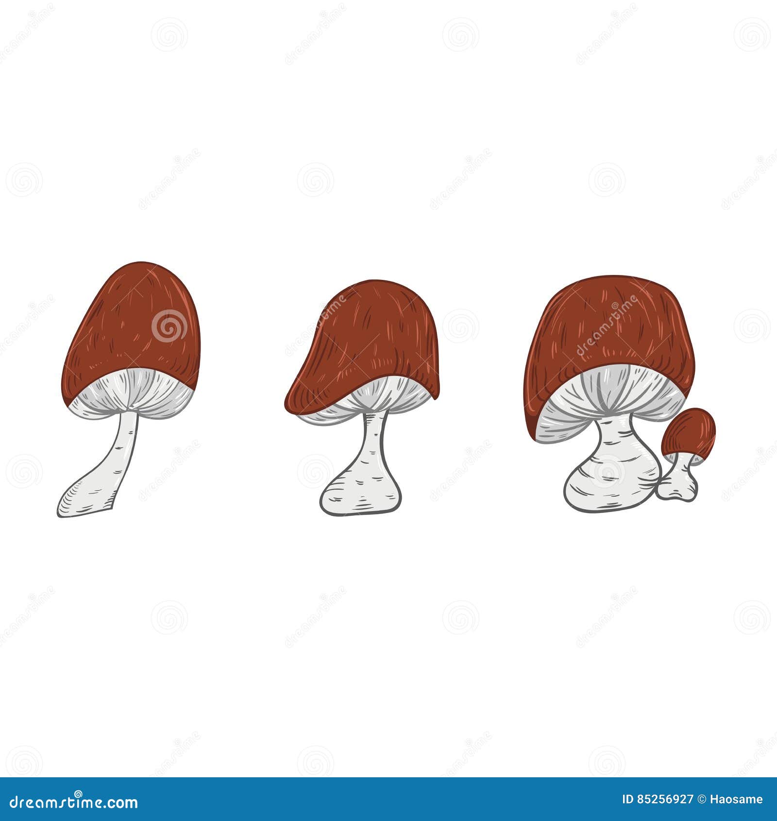 Illustrazioni Di Vettore Dei Funghi Illustrazione Vettoriale ...