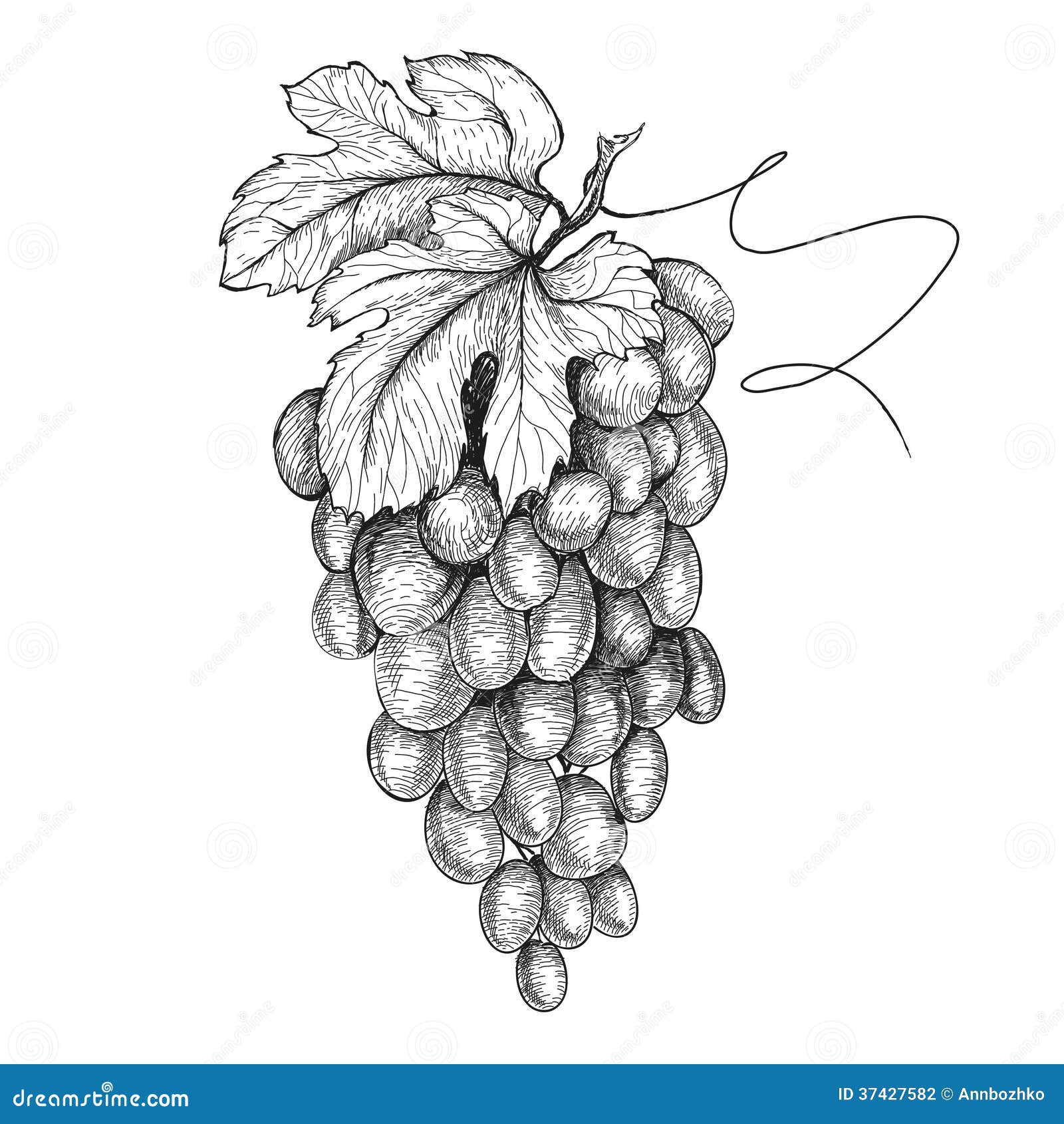 Illustrazioni Disegnate a Mano Dell'uva Illustrazione Vettoriale ...