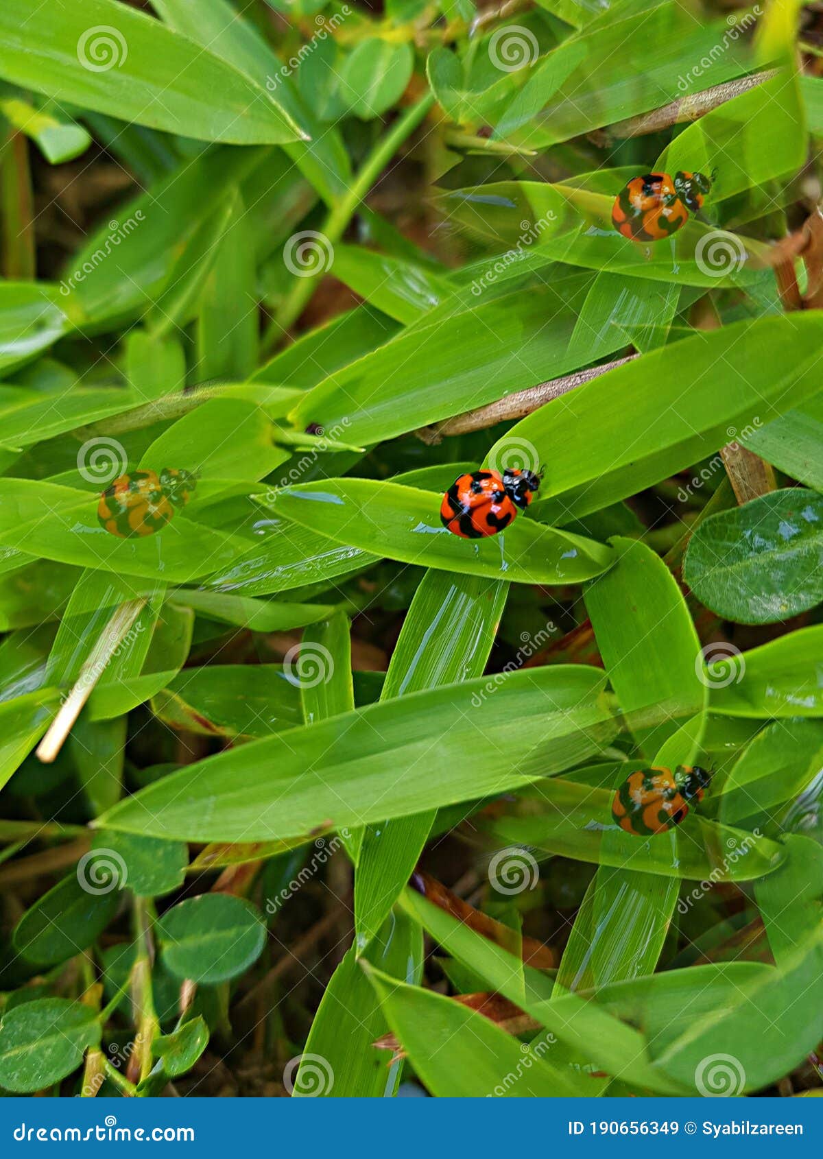 The Illution of Lady Bugs on the Grass Stock Image - Image of daylight ...