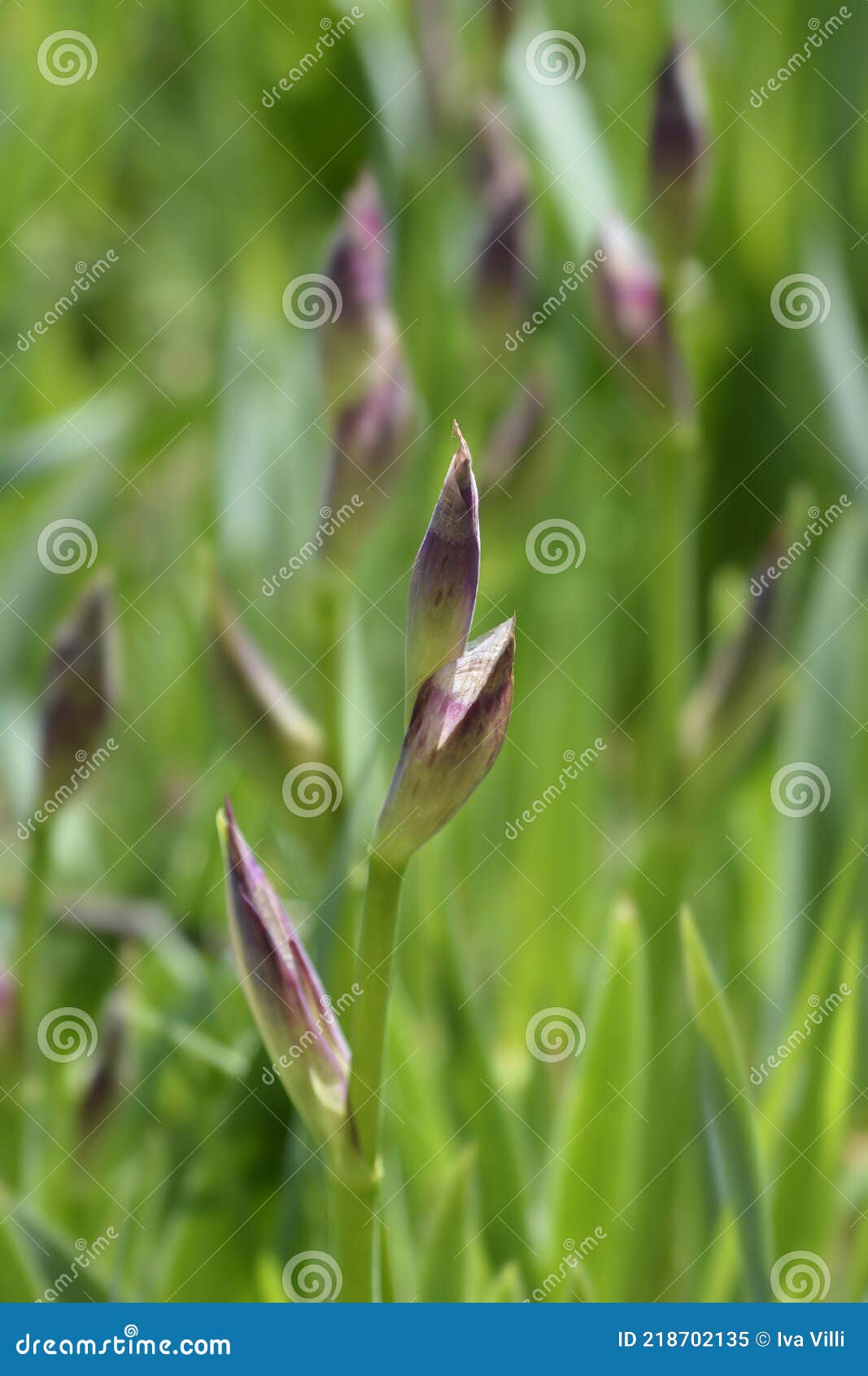 Illyrian iris stock image. Image of outdoors, blue, spring - 218702135