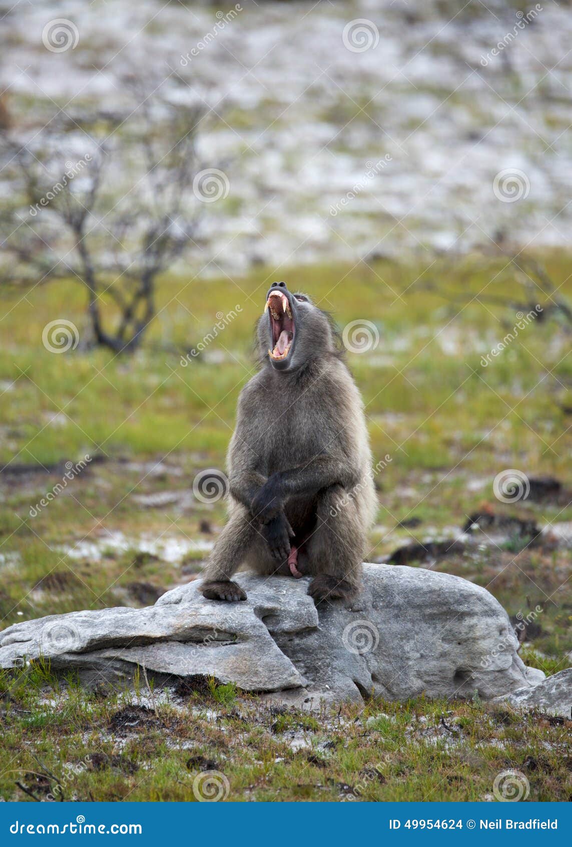 Ilsken Chacma babian arkivfoto. Bild av reserv, kapstaden - 49954624