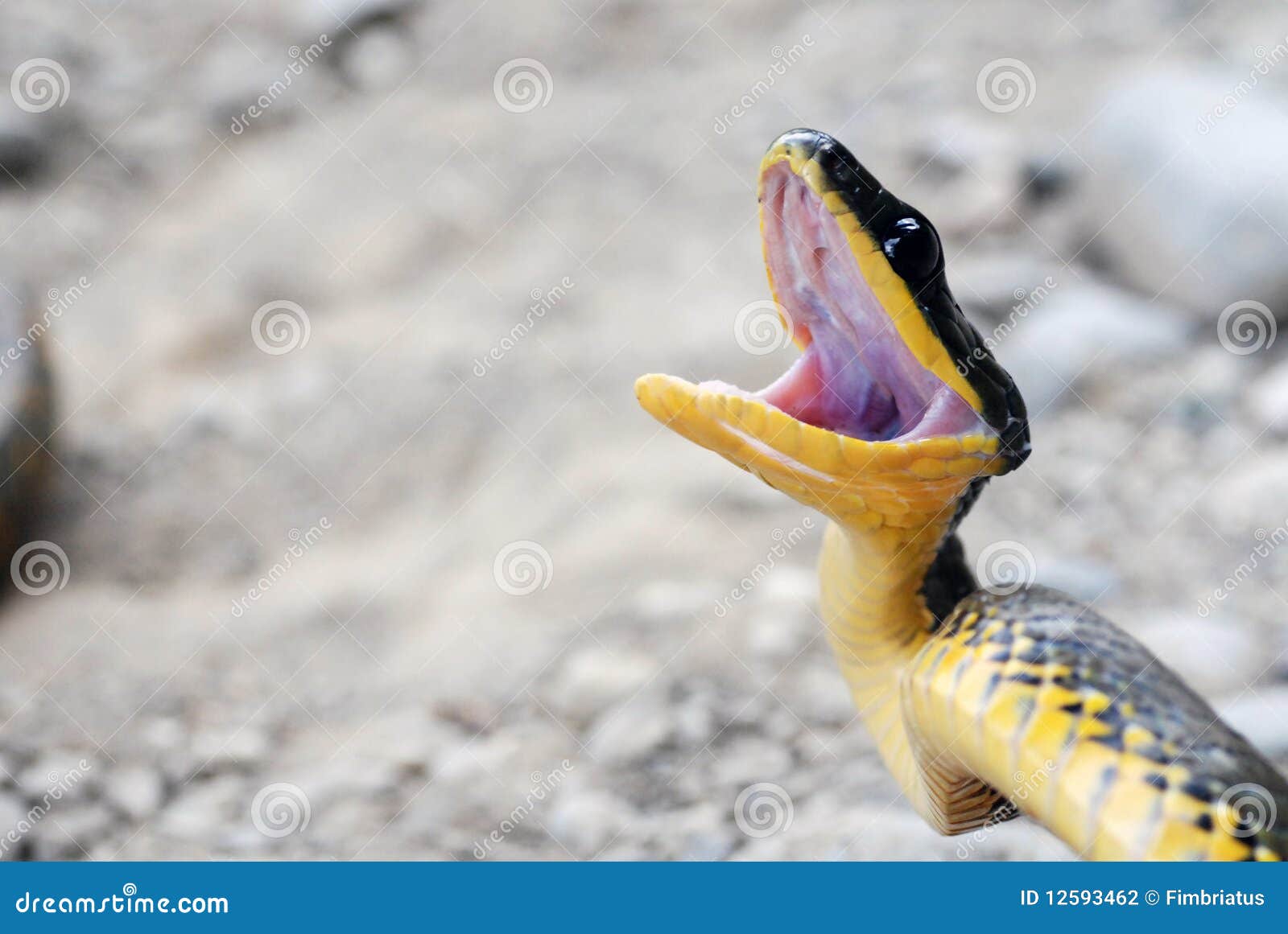 Ilsken Costa Rica orm arkivfoto. Bild av grön, costa - 12593462