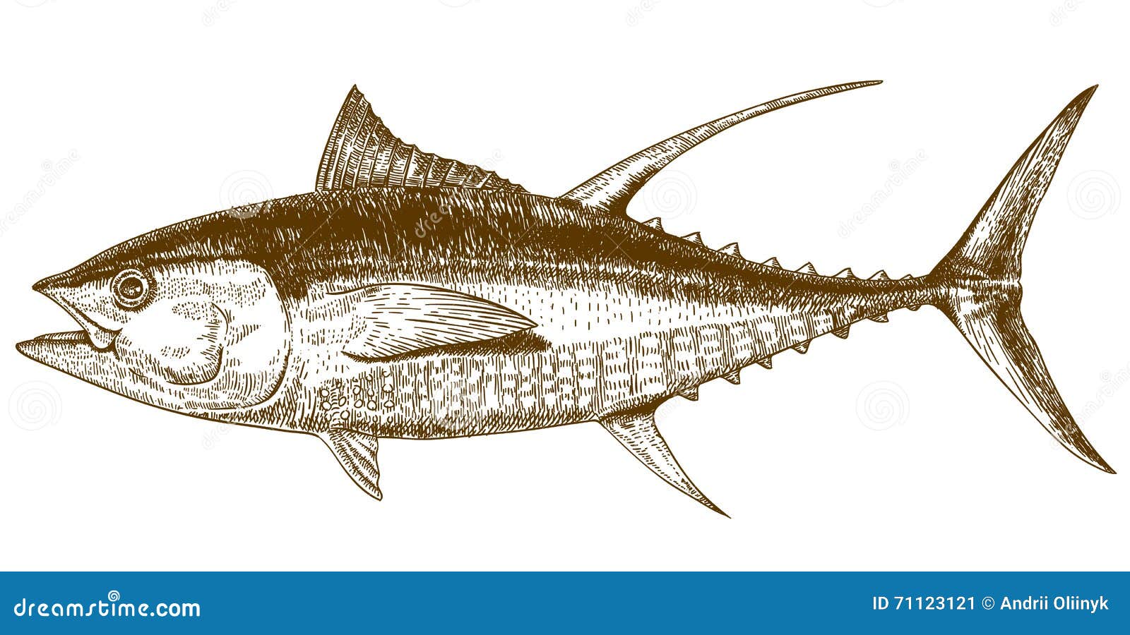 Ilustração Da Gravura Do Atum Ilustração do Vetor - Ilustração de ...