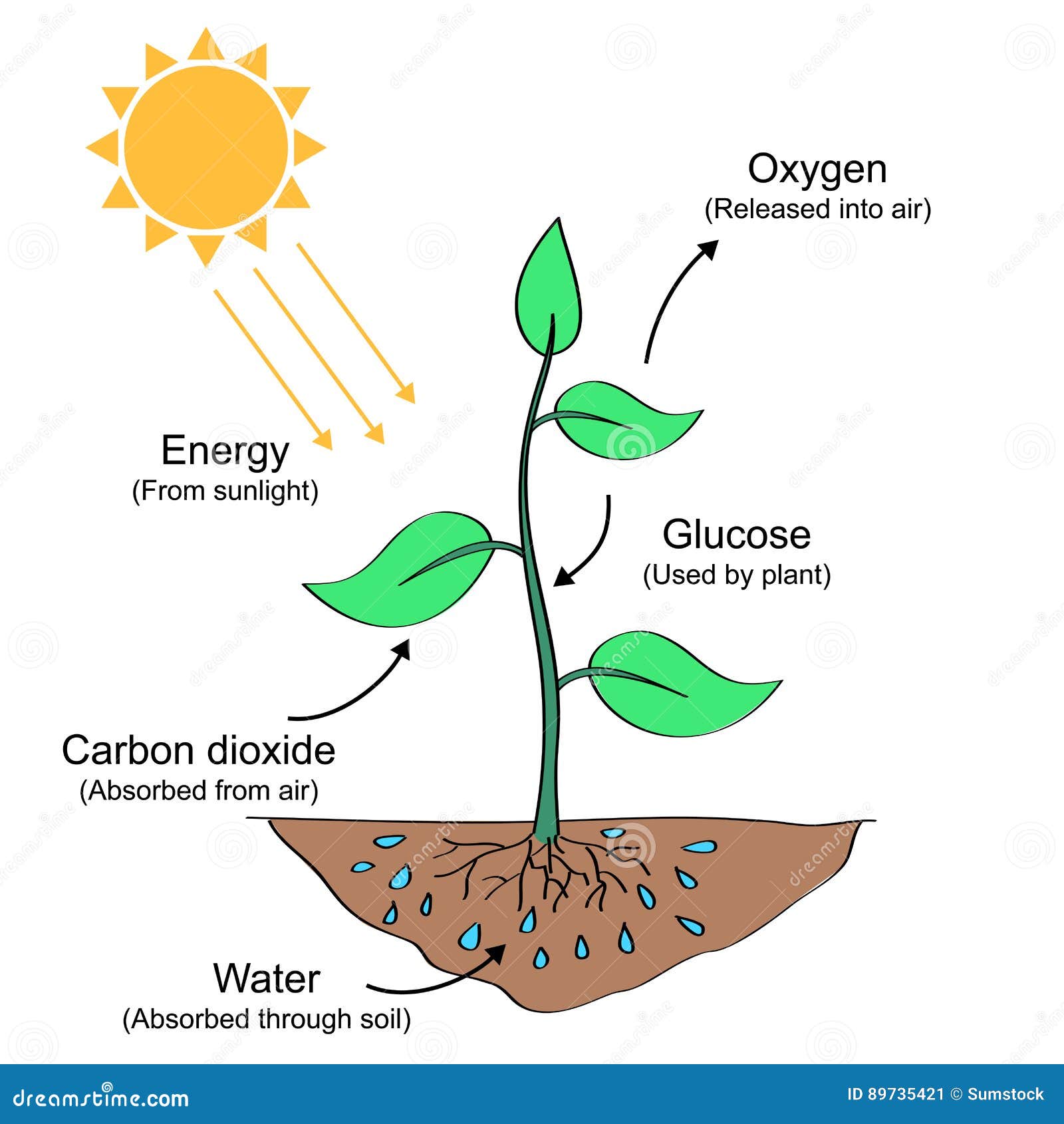Qual A Importância Da Fotossíntese Para As Plantas - JATEKEDU