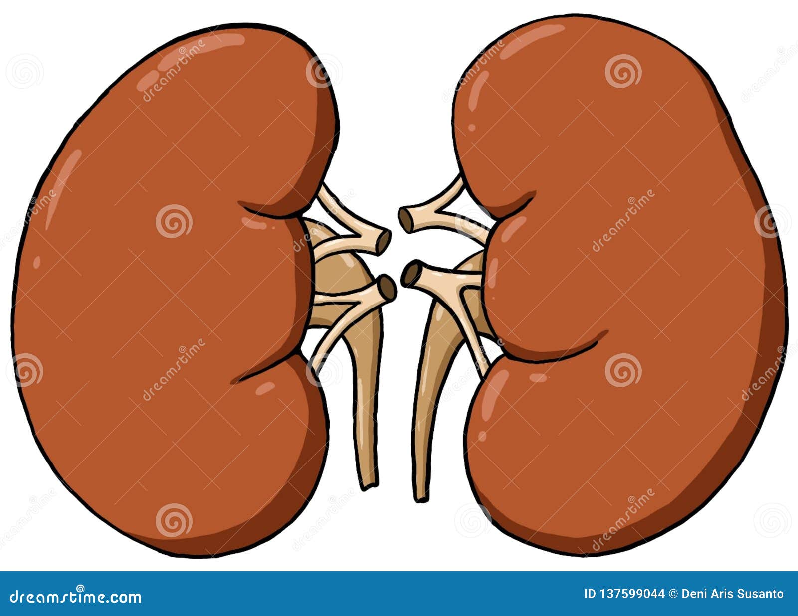 Ilustração Do Rim Esquerdo E Direito Ilustração Stock - Ilustração de ...