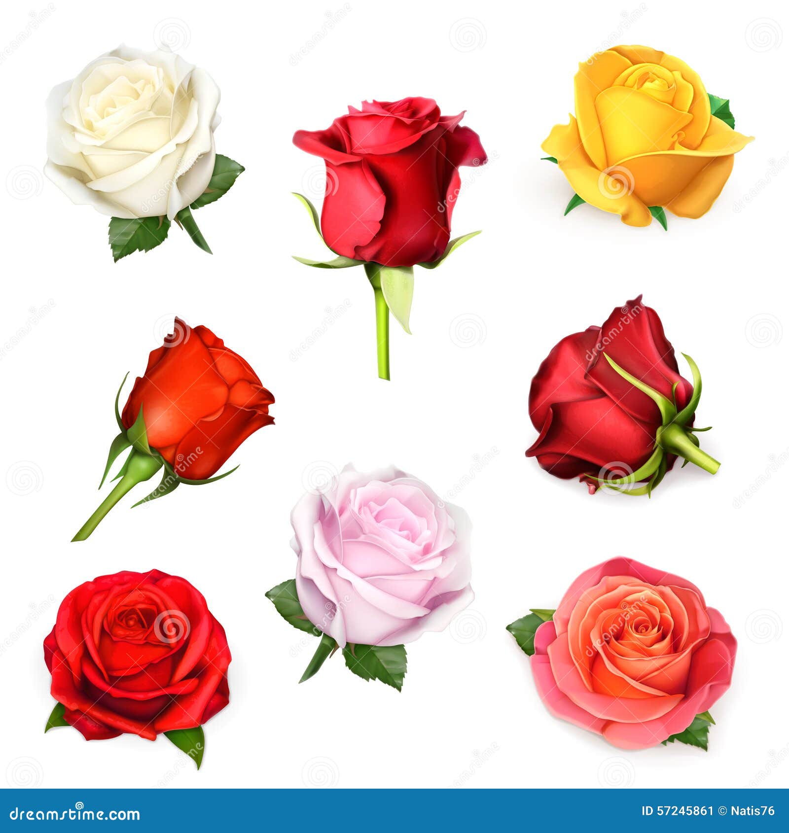 Ilustração Do Vetor Das Rosas Ilustração do Vetor - Ilustração de ...