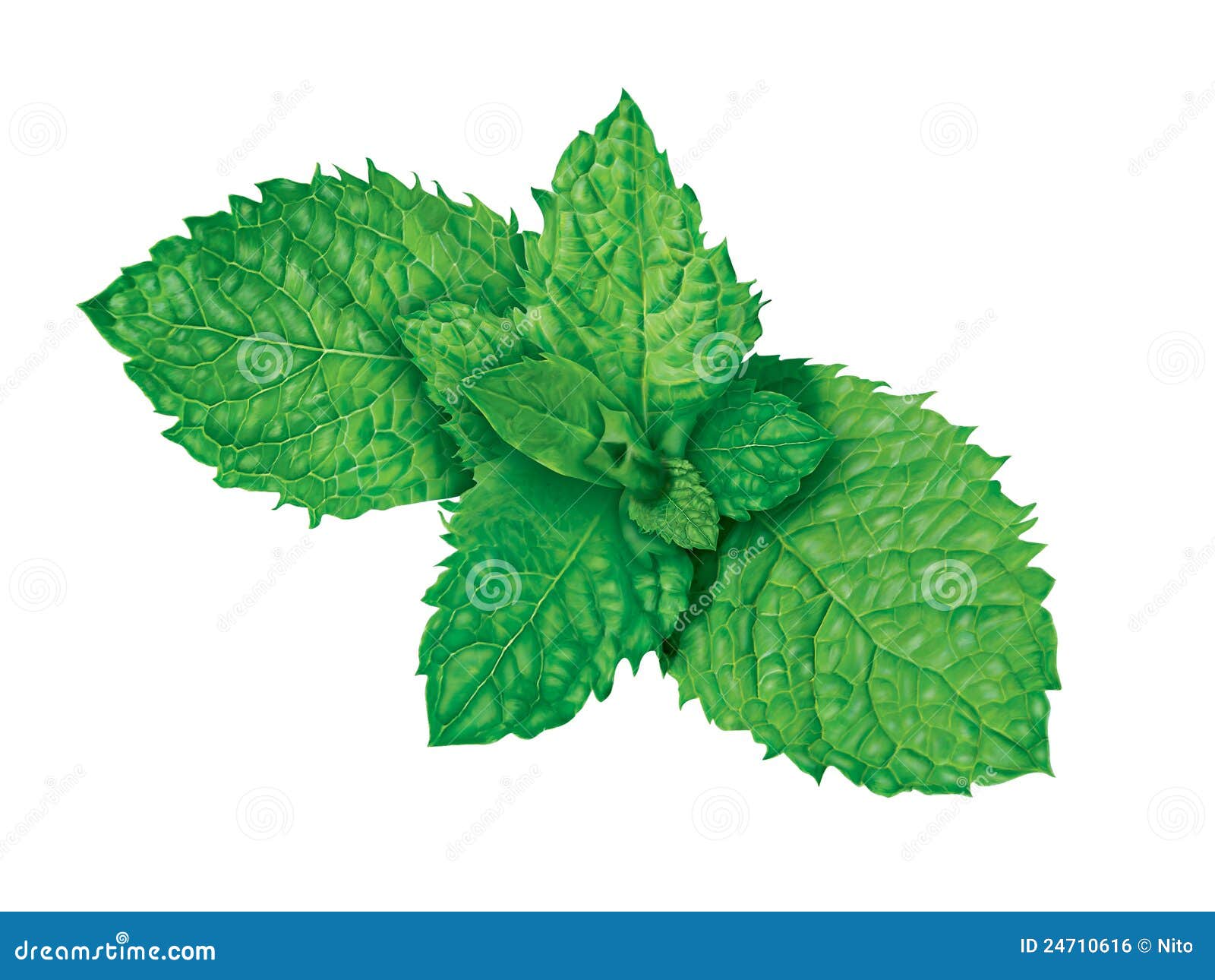 Ilustración de la menta stock de ilustración. Ilustración de ramita ...