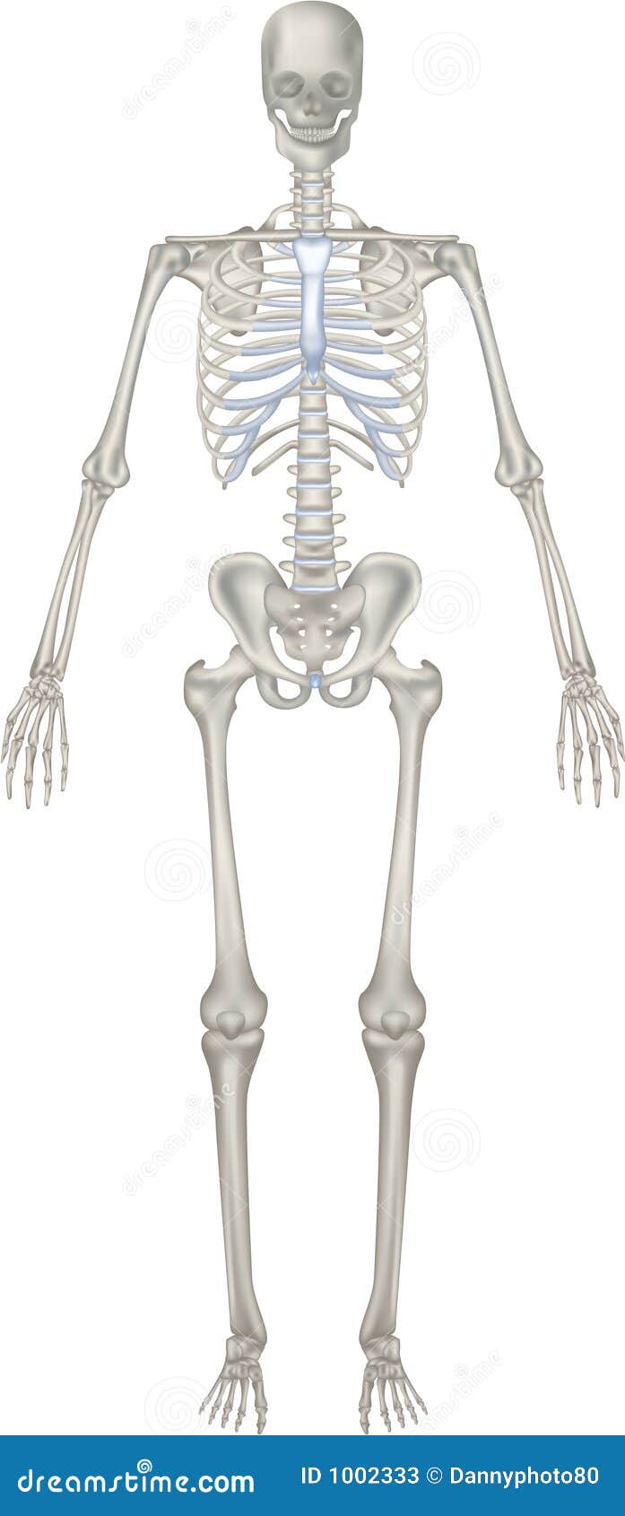 Ilustración De Un Esqueleto Stock de ilustración - Ilustración de hueso ...