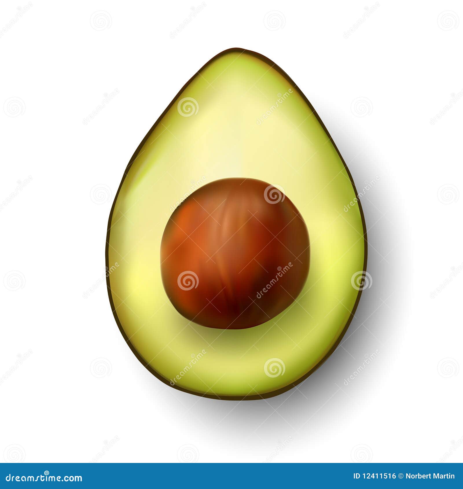 Ilustración Del Aguacate Del Vector Ilustración del Vector ...