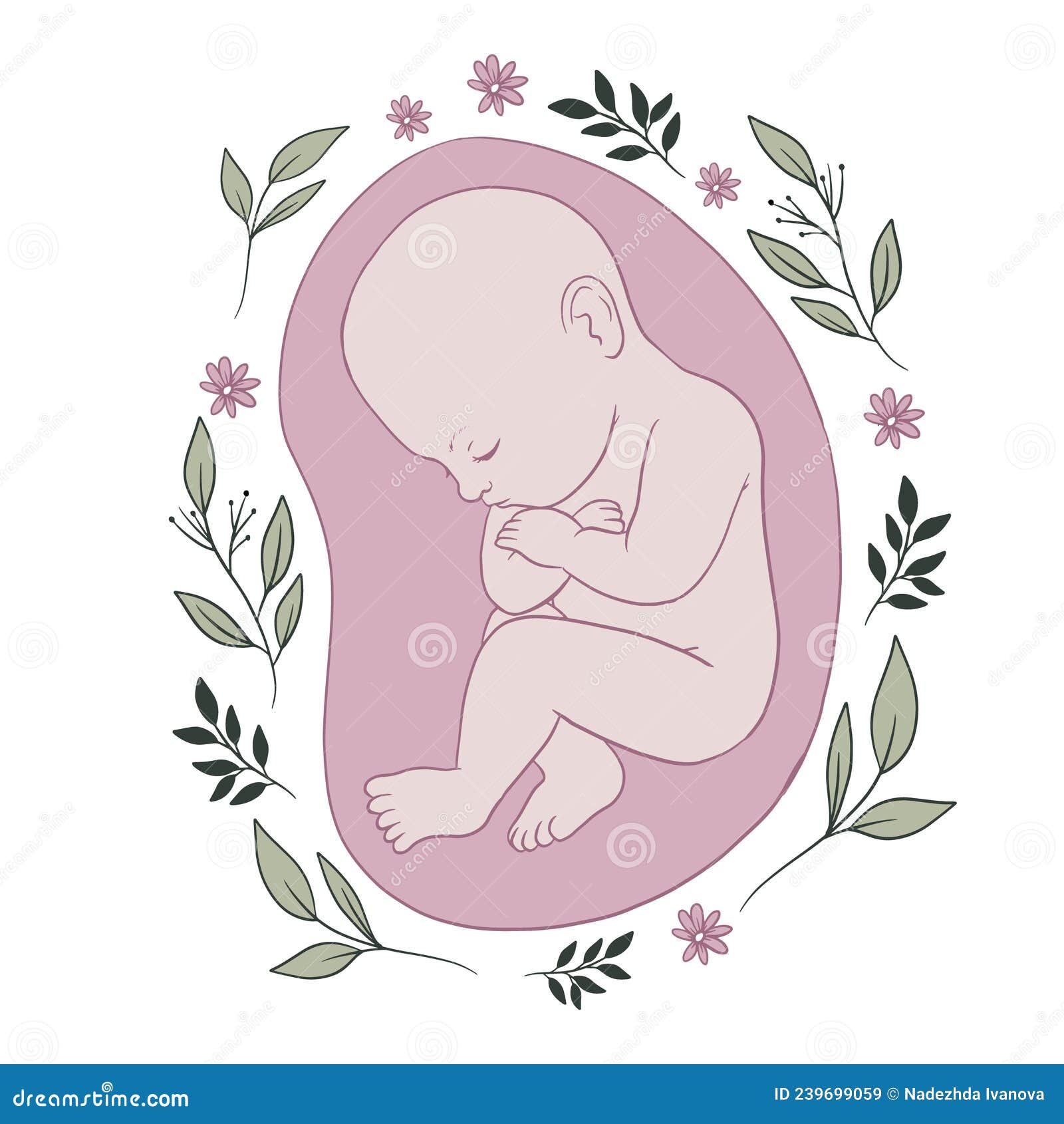 Ilustración Vectorial De Feto Dibujada a Mano. Ilustración del Vector ...