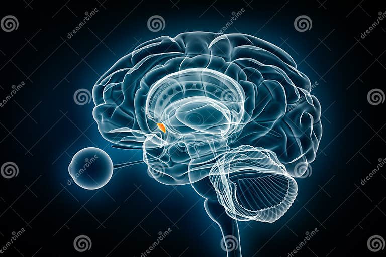 Ilustración De Representación 3d De Septal Nucleus Xray View. Anatomía ... Ilustración De Representación 3d De Septal Nucleus Xray View. Anatomía ...