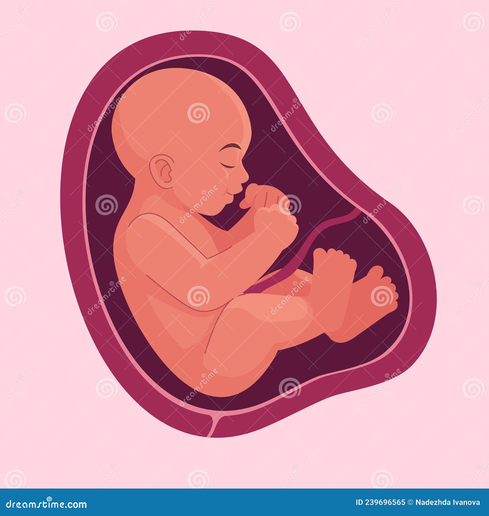 Ilustración Vectorial De Feto Dibujada a Mano. Ilustración del Vector - Ilustración de parto ...