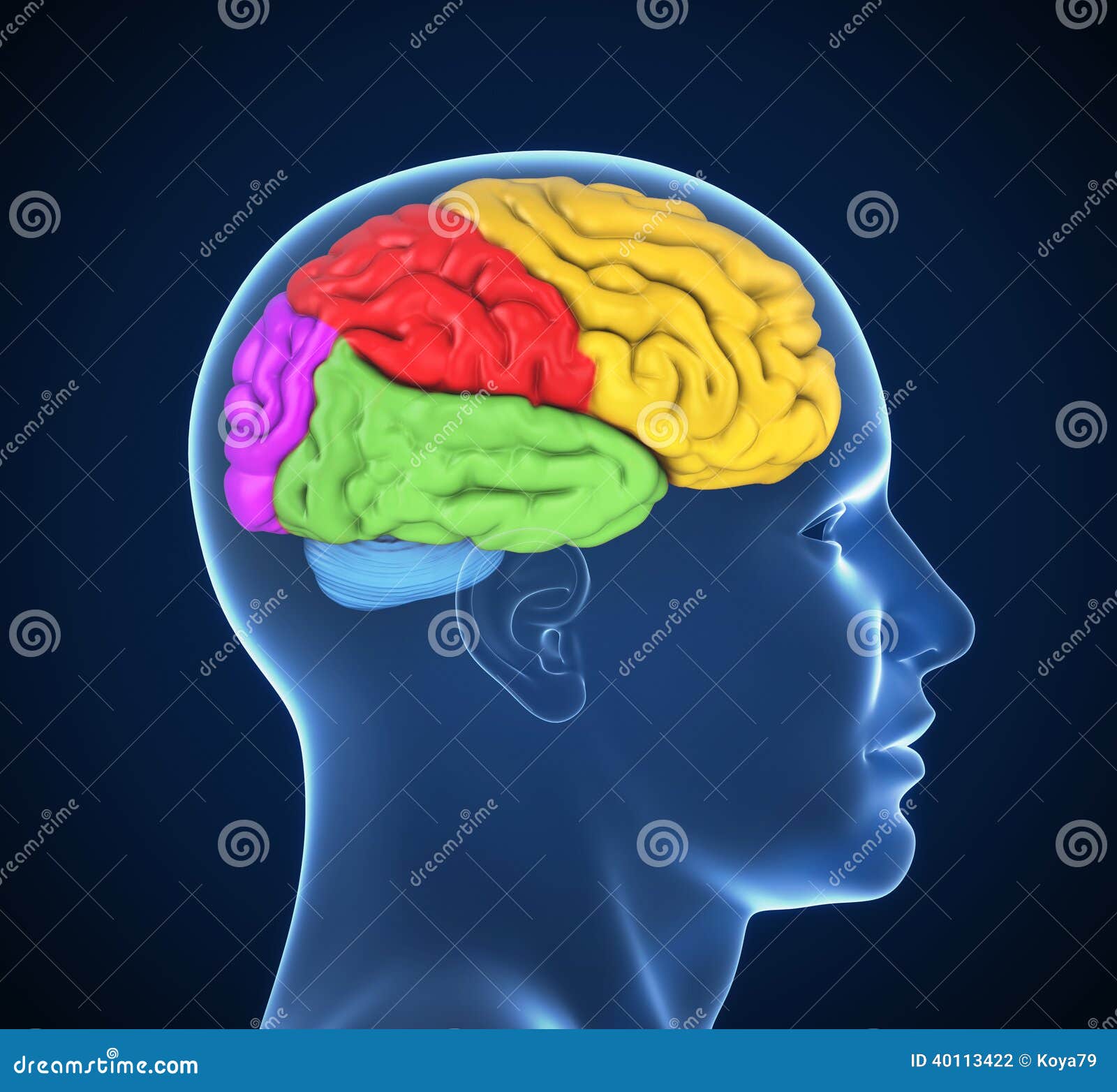 Ilustração Do Cérebro Humano 3d Ilustração Stock - Imagem: 40113422