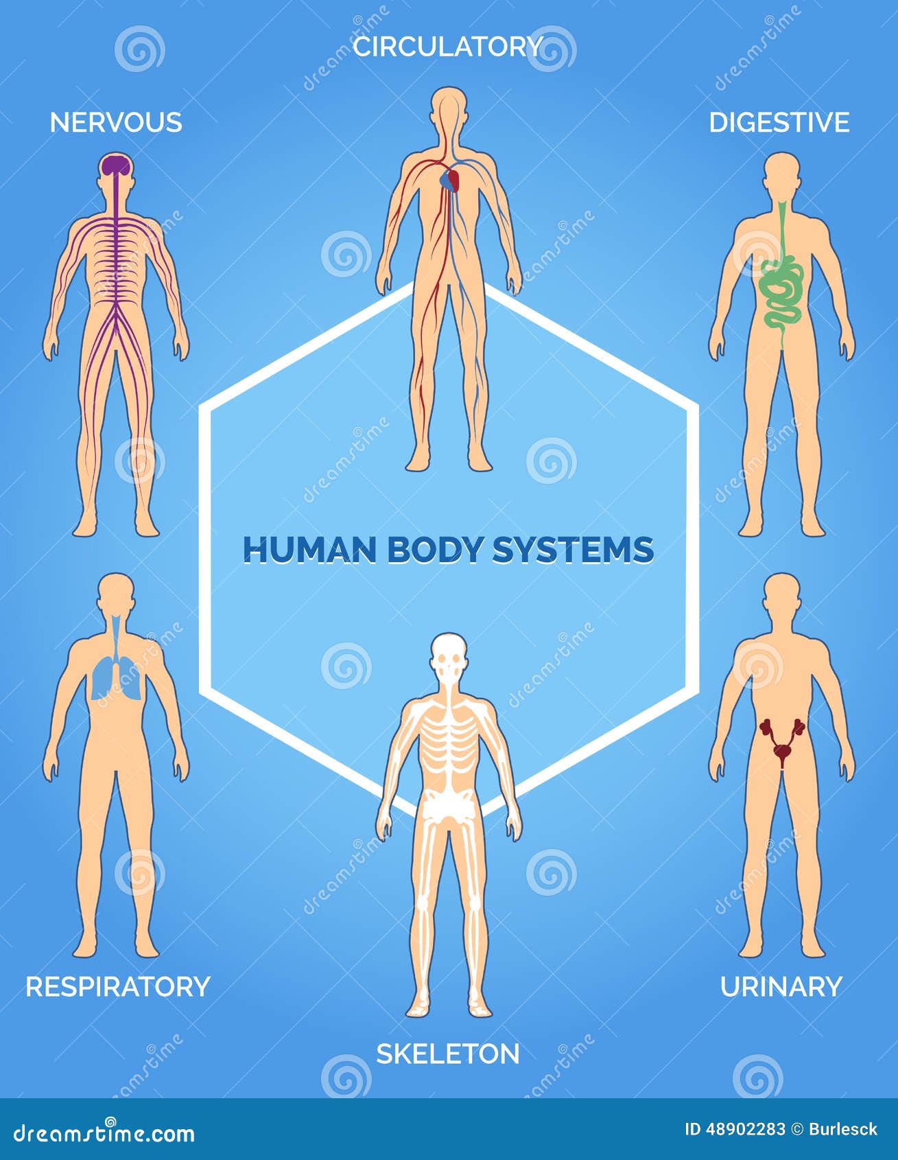 Ilustração Dos Sistemas Do Corpo Humano Do Vetor Ilustração do Vetor ...
