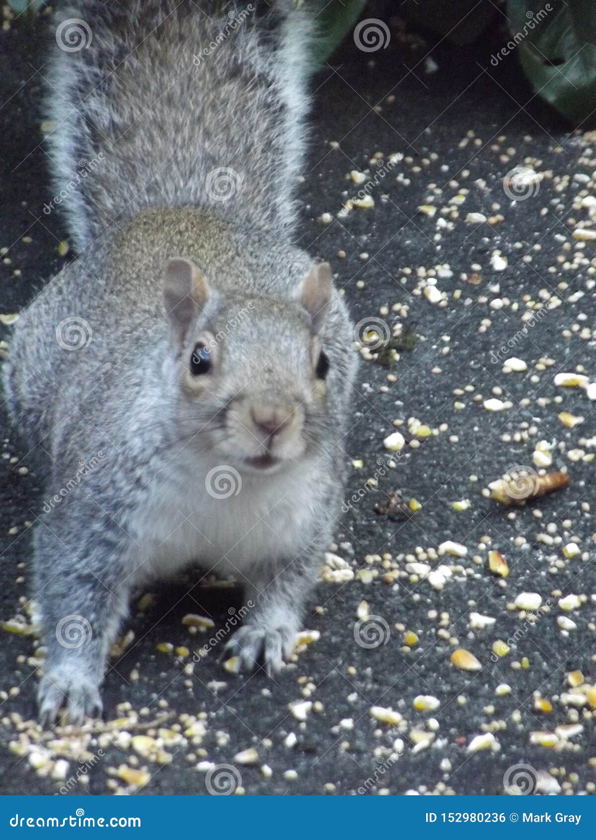 Im Back! stock photo. Image of squirrel, cute, back - 152980236