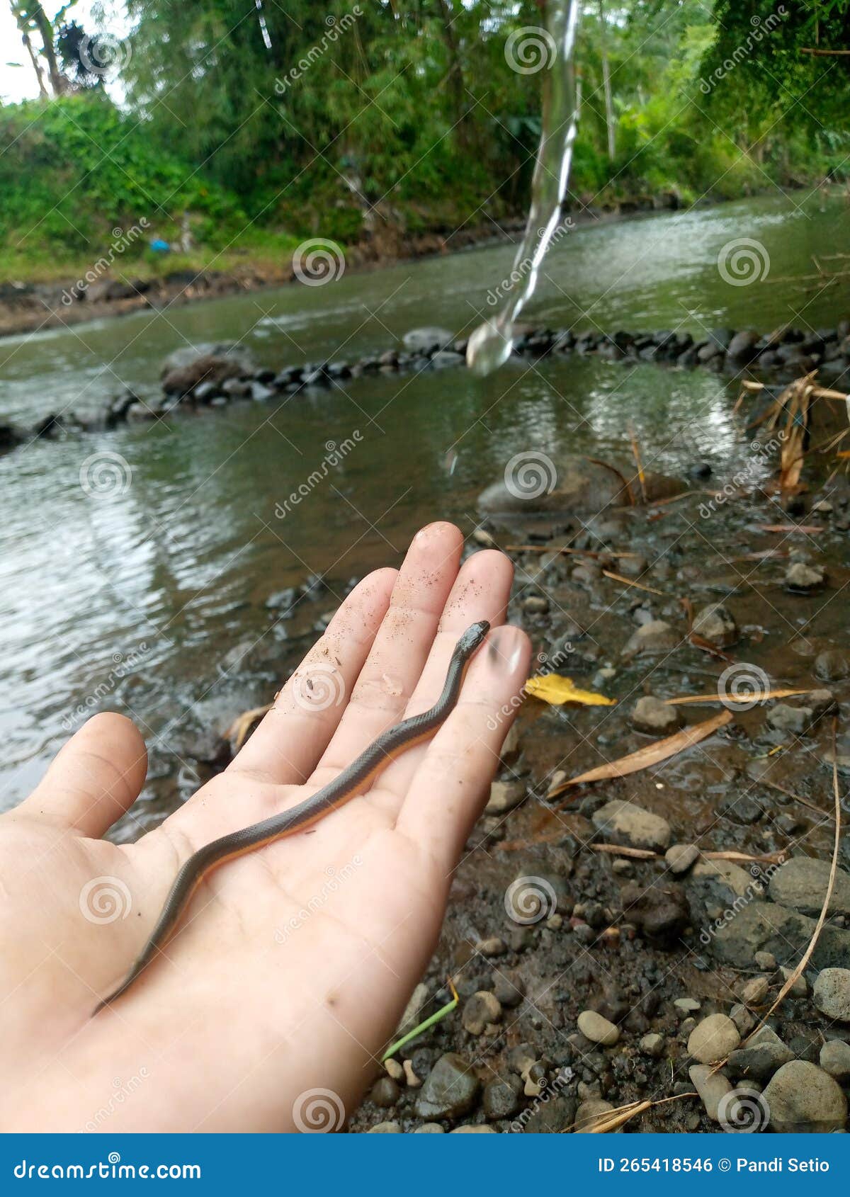 IM game snake in water stock photo. Image of water, person - 265418546