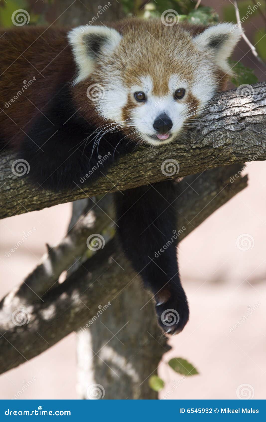 Im so Lazy Red Panda stock photo. Image of bear, ears - 6545932
