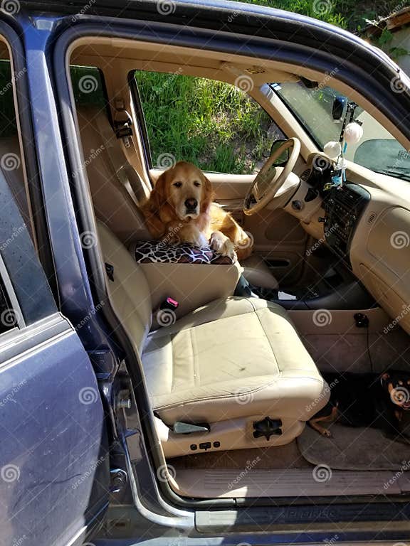 Im ready to go stock image. Image of driver, ready, retriever - 179198175