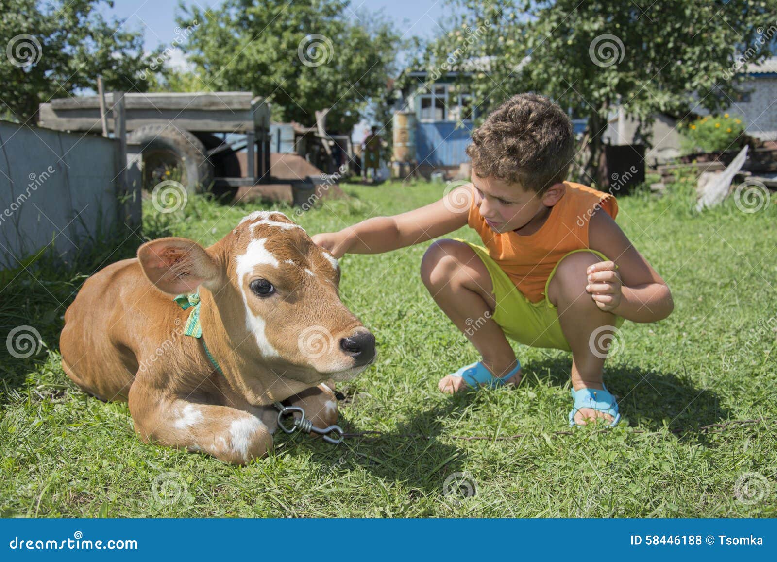 Im Sommer Der Garten Ein Kleiner Junge, Der Ein Kalb Streicht Stockfoto ...