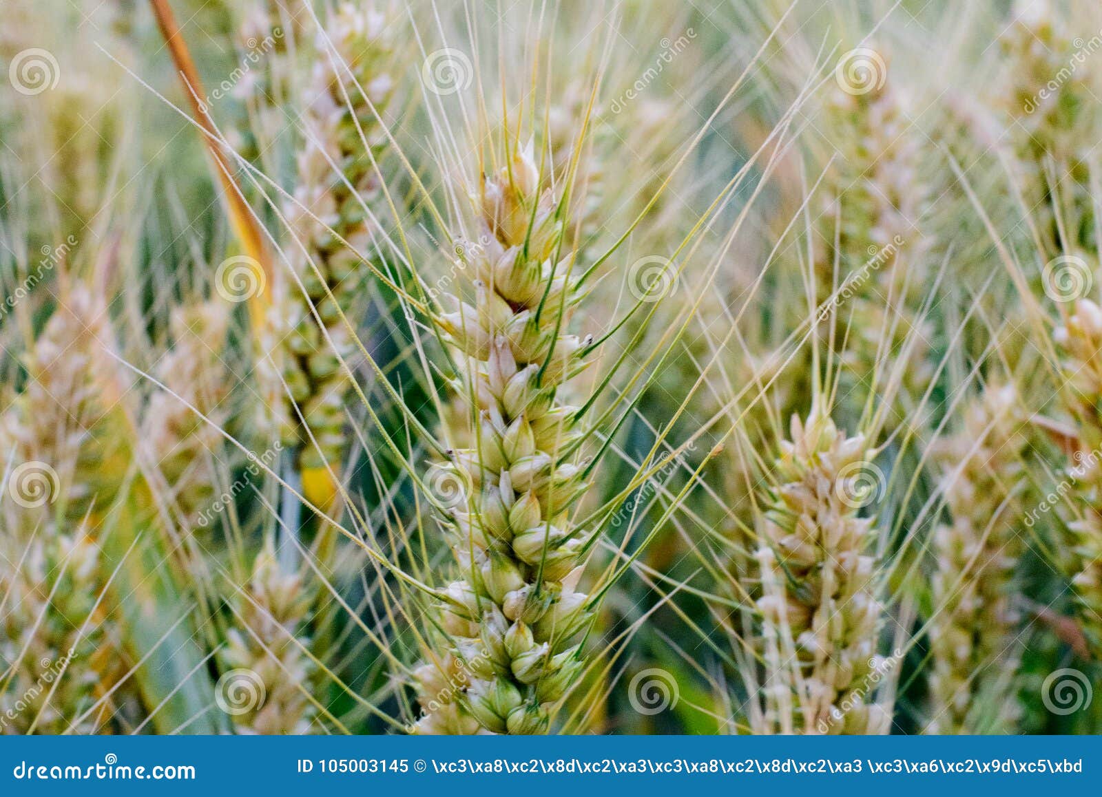 Im Sommer Der Weizen Auf Den Gebieten Stockbild - Bild von nahrung ...