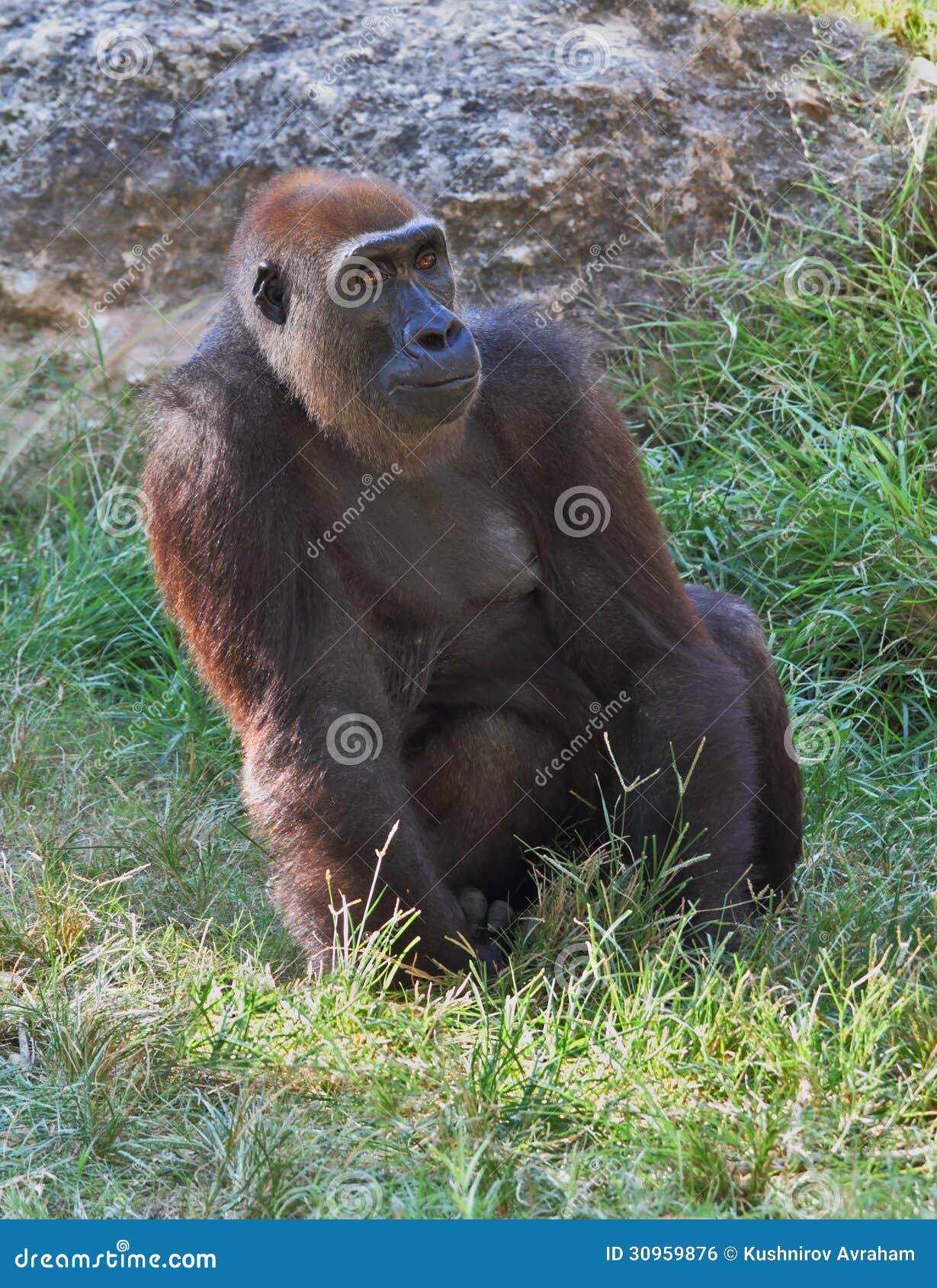 Im Zoo Der Stadt Von Ramat Gan Stockfoto - Bild von foto, pfeffer: 30959876