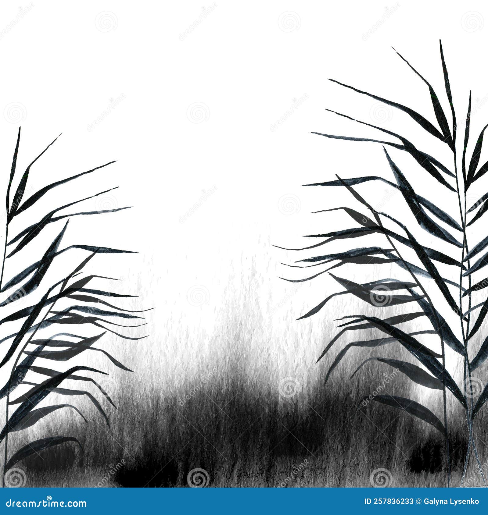 Image Of Ablack Reed Or Bulrush On A White Background.Isolated ...