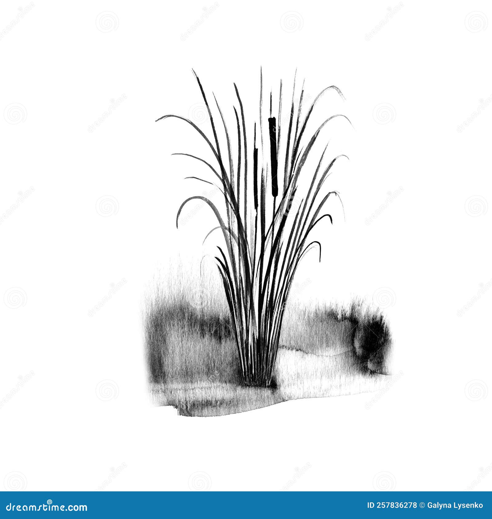 Image Of Ablack Reed Or Bulrush On A White Background.Isolated ...