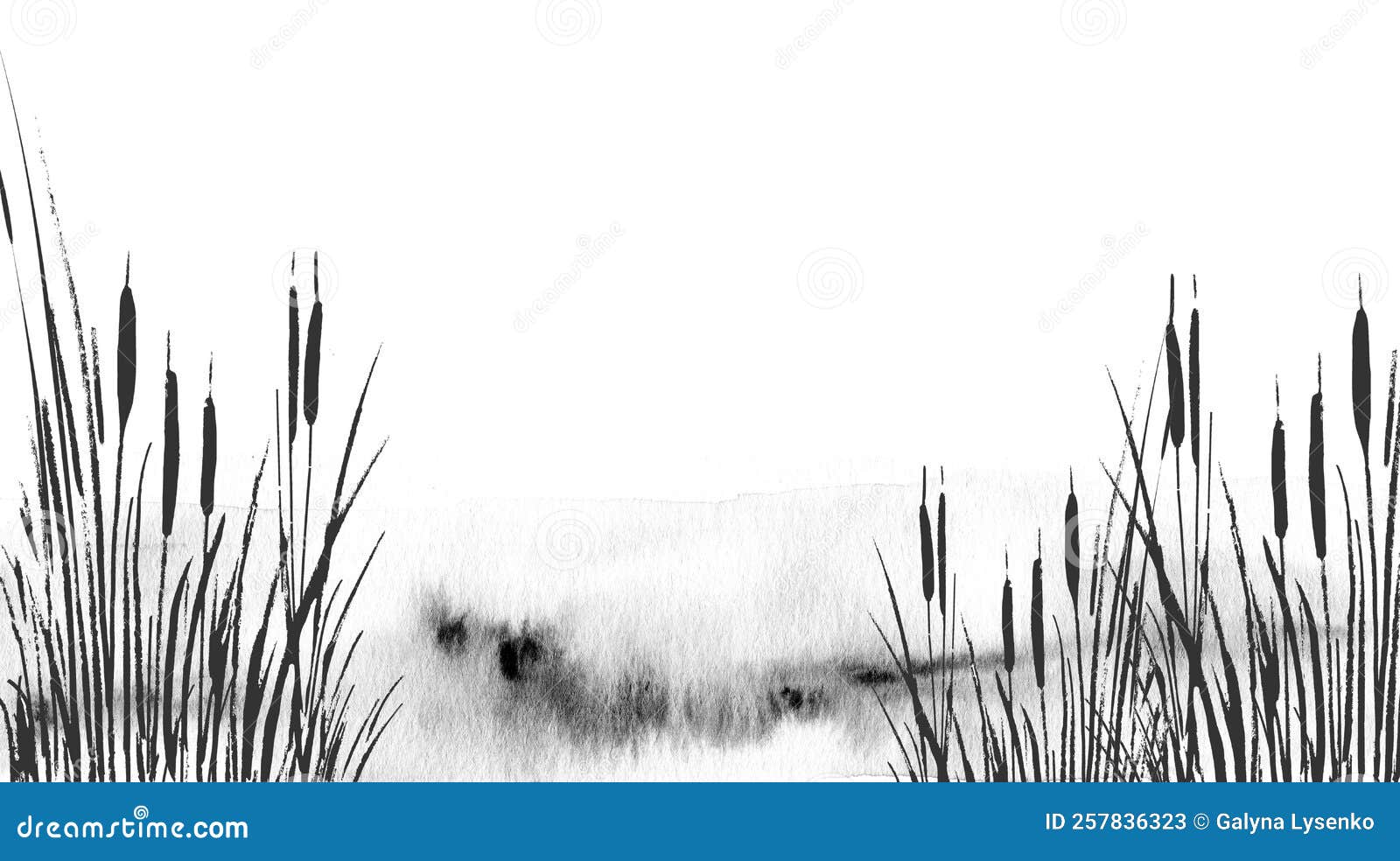 Image Of Ablack Reed Or Bulrush On A White Background.Isolated ...