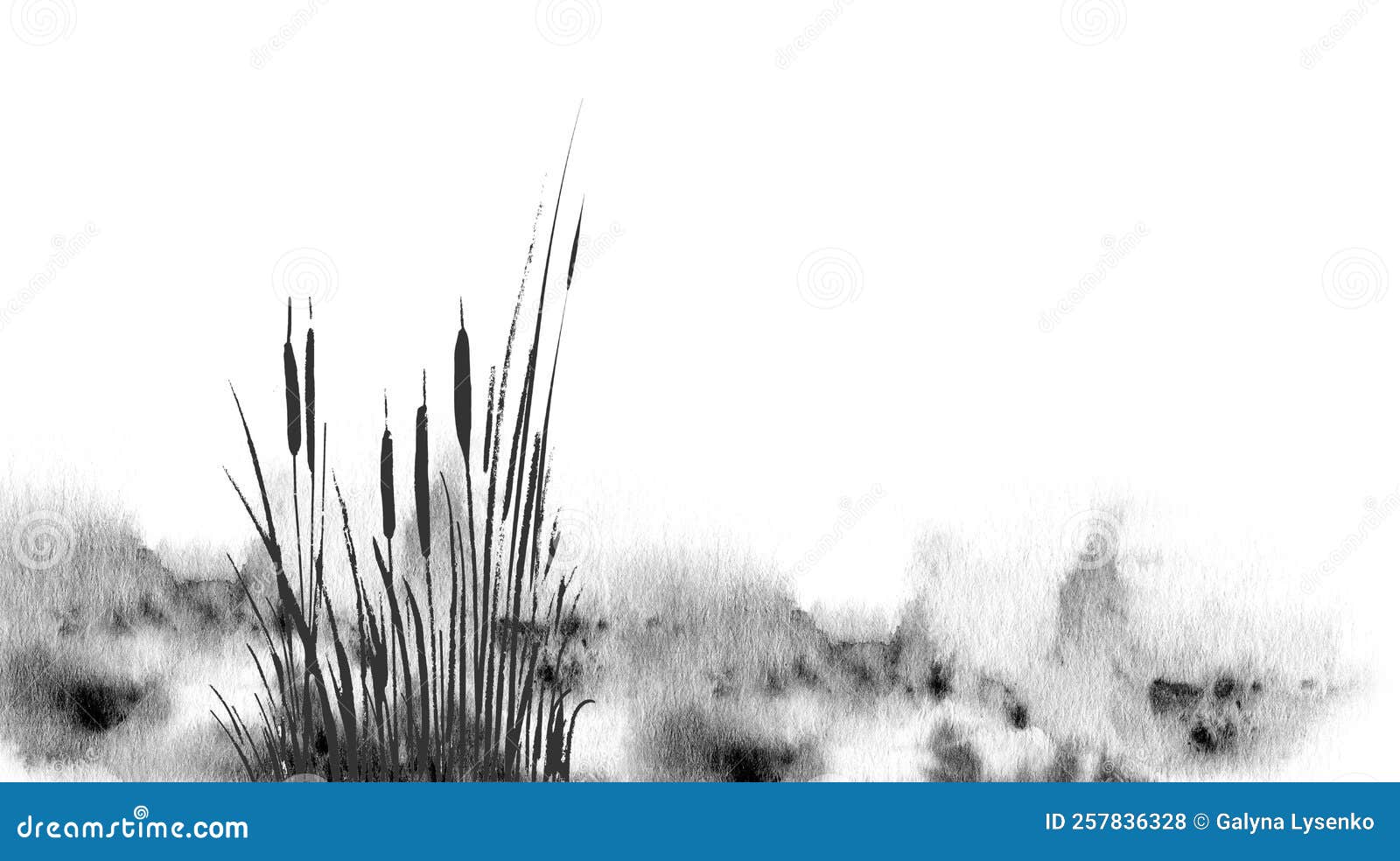 Image Of Ablack Reed Or Bulrush On A White Background.Isolated ...
