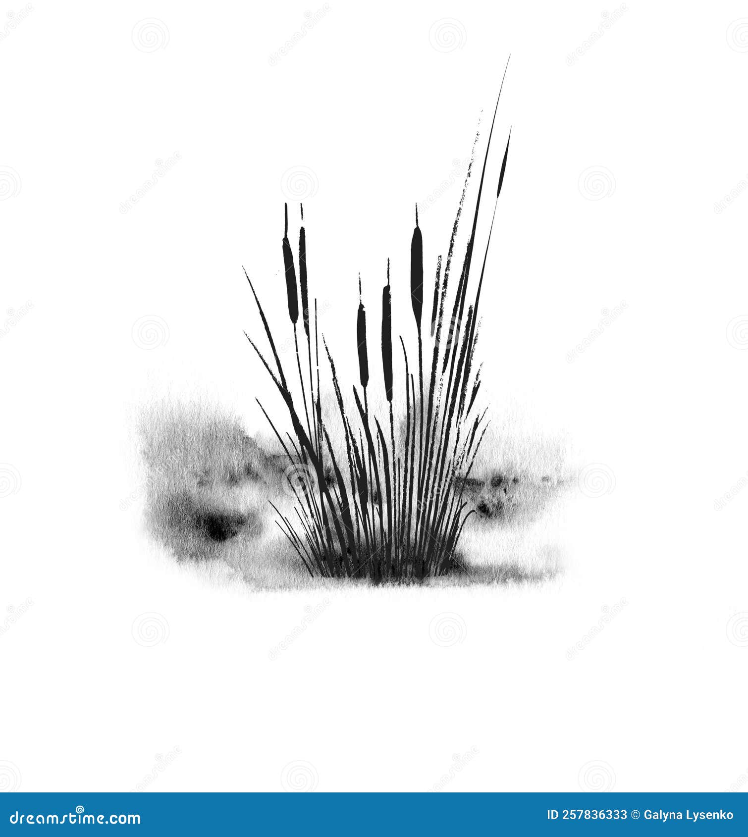 Image Of Ablack Reed Or Bulrush On A White Background.Isolated ...