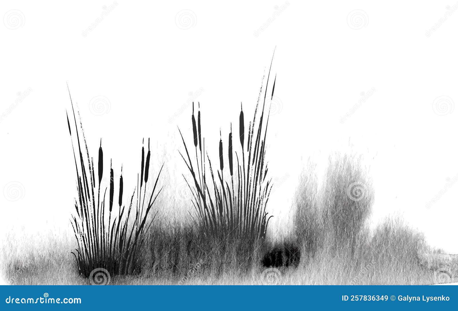 Image Of Ablack Reed Or Bulrush On A White Background.Isolated ...