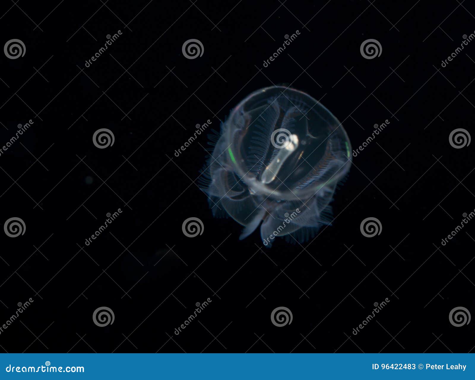 Image of an Acorn Worm at Night. Stock Image - Image of cubozoa ...