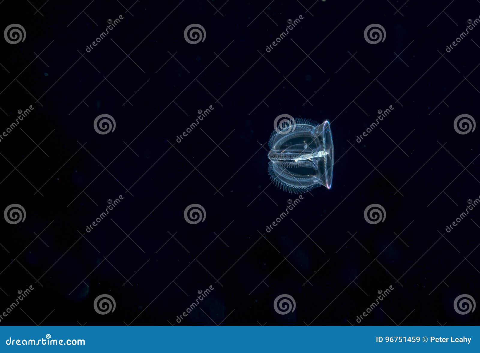 Image of an Acorn Worm at Night. Stock Image - Image of atlantic ...