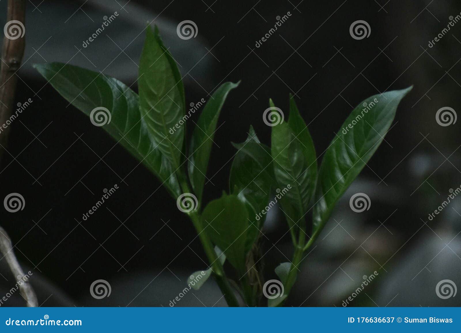 Adhatoda Vasica Or Medicinal Basak Leaves And Tulsi Leaves Or Basil ...