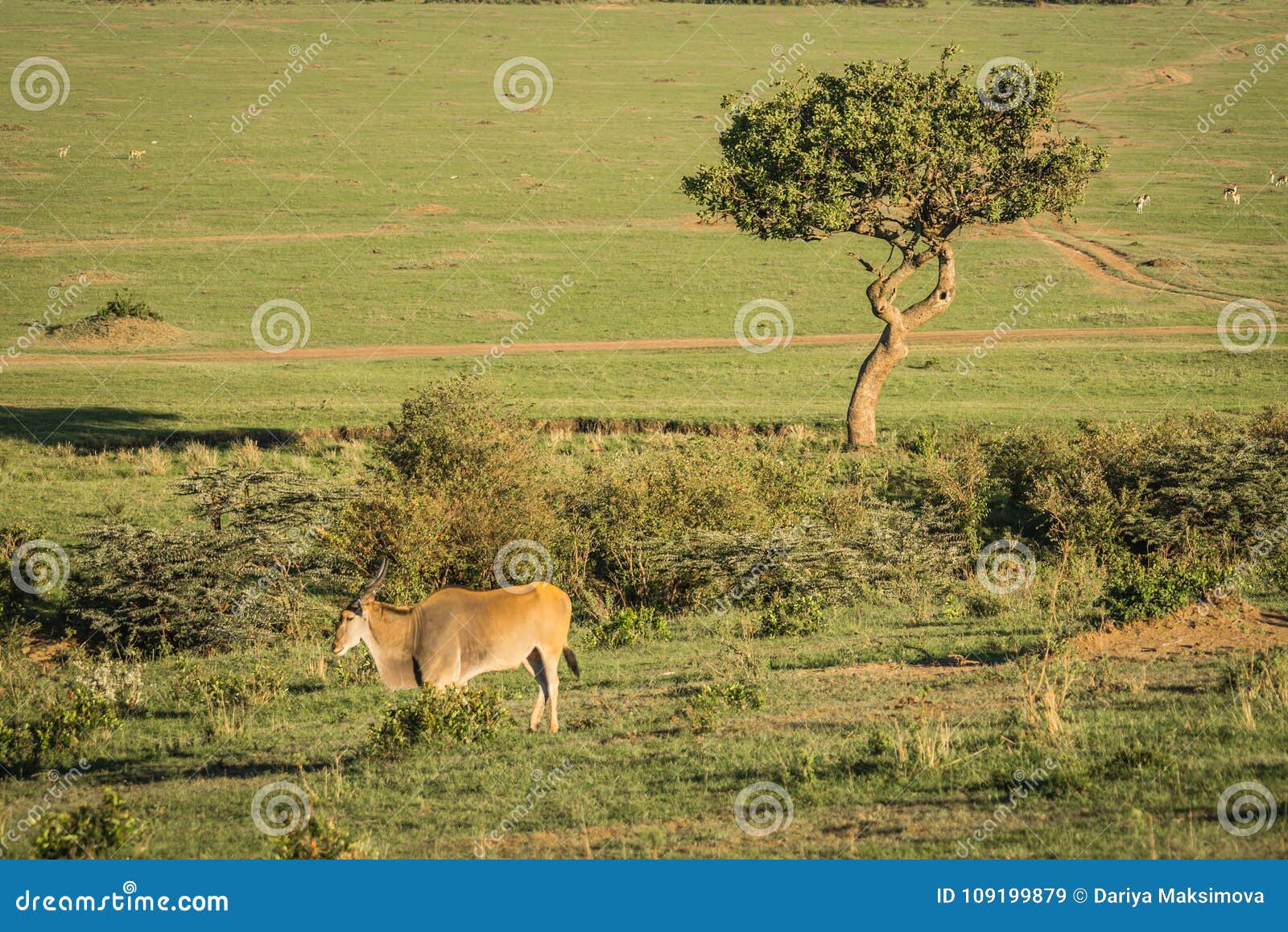 African Cannabis Antelopes in Masai Mara in Kenya Stock Image - Image ...