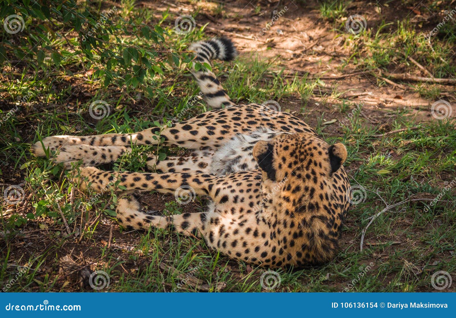 African Cheetahs in Masai Mara Park in Kenya Stock Photo - Image of ...