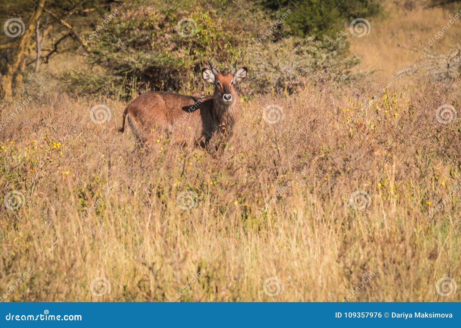 African Water Goat in Masai Mara in Kenya Stock Photo - Image of nature ...